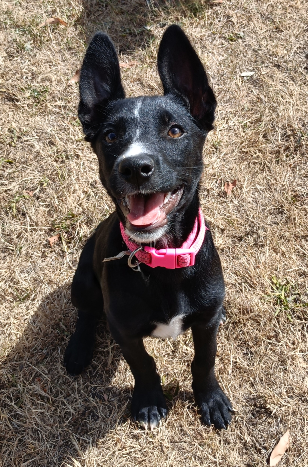 Mia - Small Female Border Collie x Kelpie Mix Dog in TAS - PetRescue