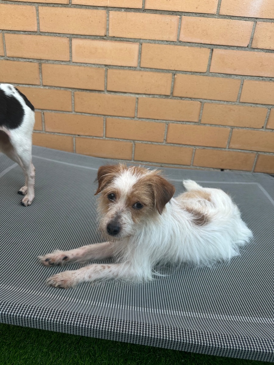 Jeffrey - Small Male Jack Russell Terrier Mix Dog in VIC - PetRescue