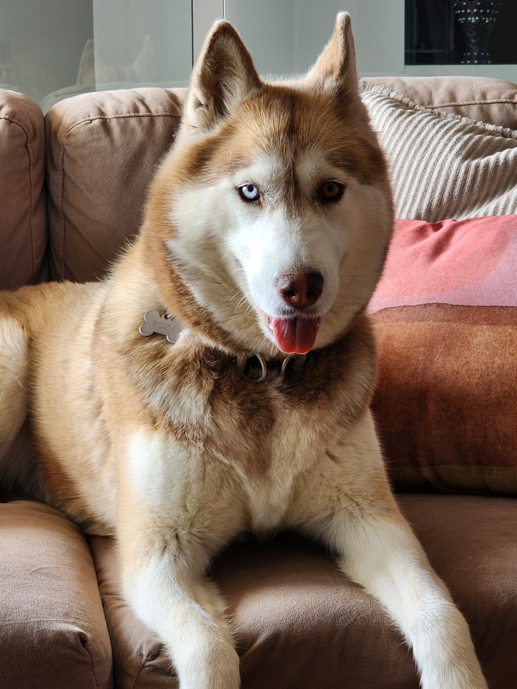Roxy - Large Female Siberian Husky Mix Dog in QLD - PetRescue