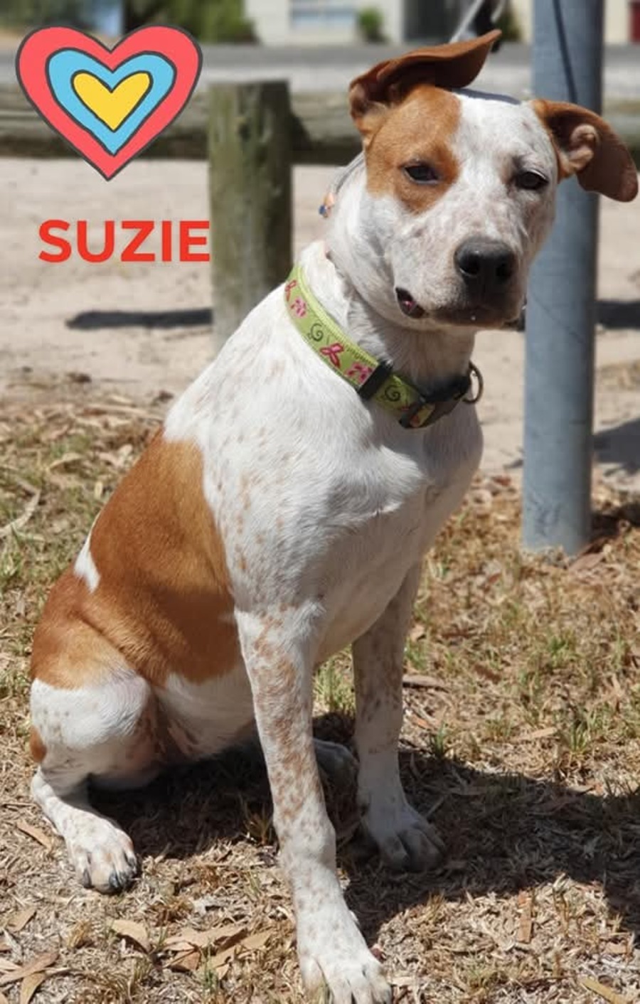 Suzie - Medium Female Mixed breed Dog in VIC - PetRescue