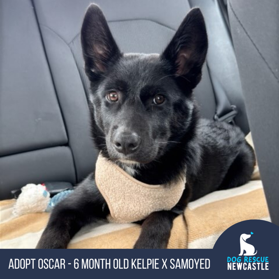 Oscar - 6 Month Old Kelpie x Samoyed (On Trial) - Medium Male ...