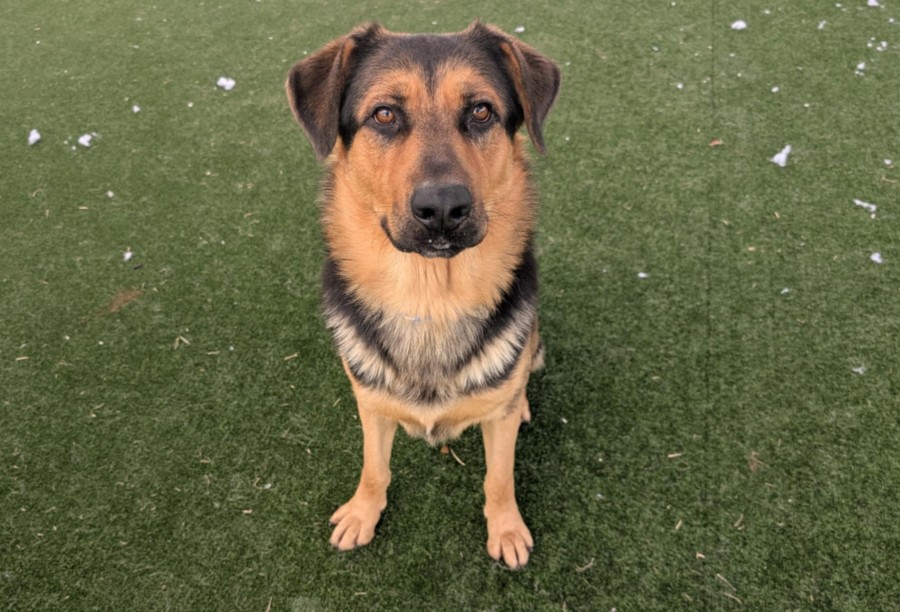 Bert imp 318 - Medium Male German Shepherd Dog Mix Dog in NSW - PetRescue