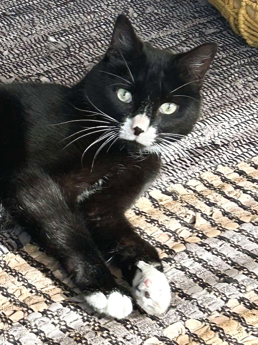 Bracken - Male Domestic Short Hair (DSH) Cat in VIC - PetRescue