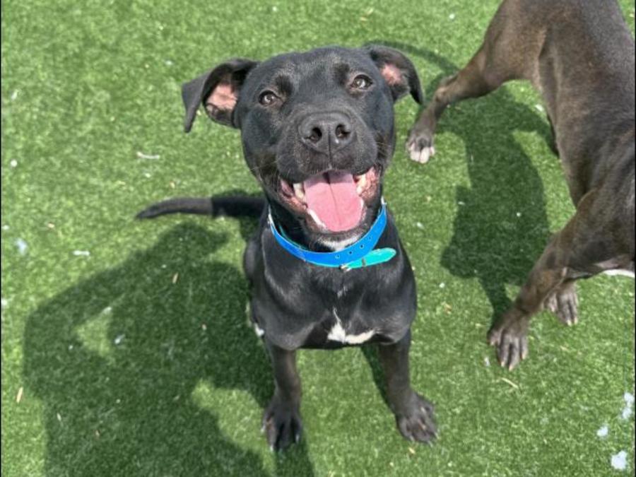 Jughead imp 274 - Medium Male Great Dane x American Staffordshire ...