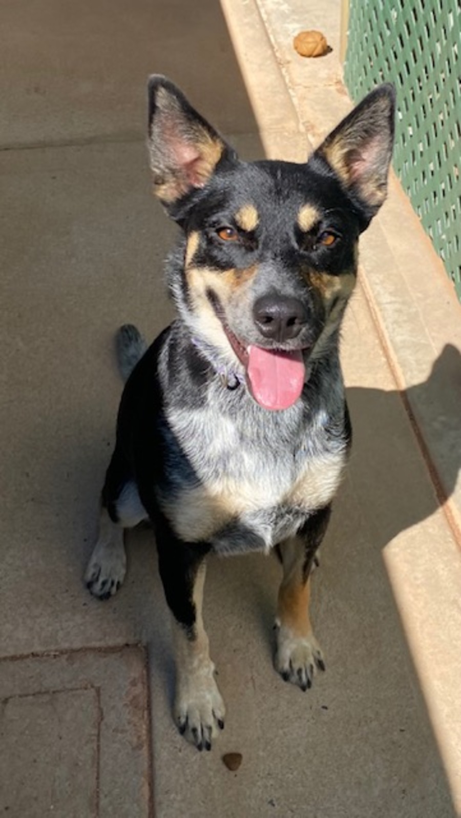 Cleo - Medium Female Australian Kelpie Mix Dog in SA - PetRescue