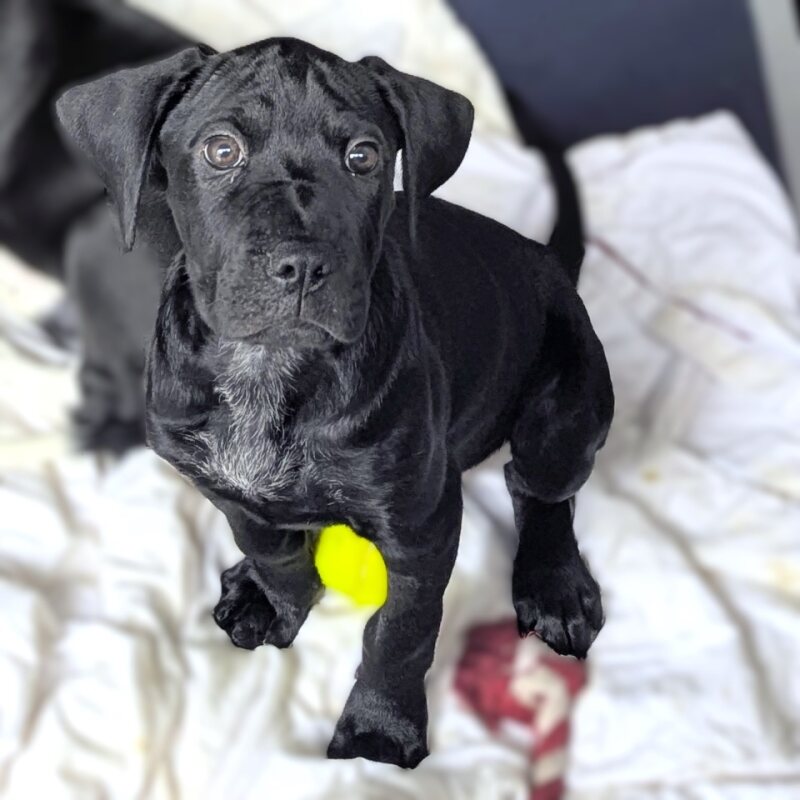 Fergus - Medium Male Louisiana Catahoula Leopard Dog Dog in NSW - PetRescue