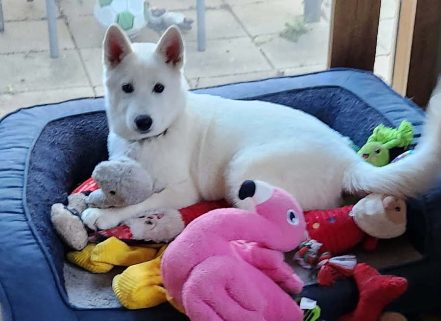 Lumi - Medium Male Samoyed Mix Dog in VIC - PetRescue