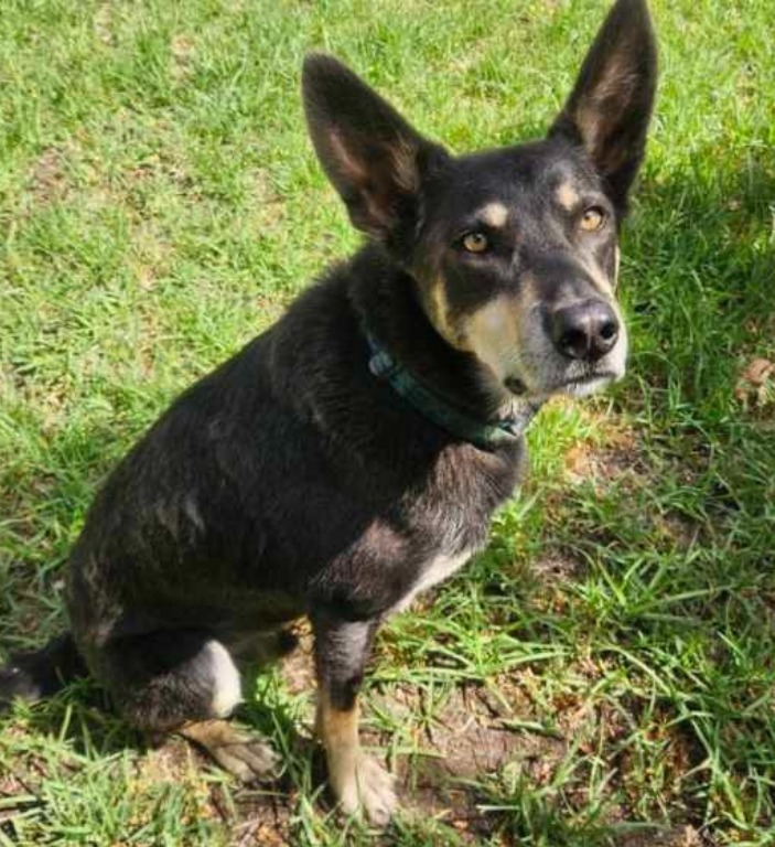 Duke - Medium Male Mixed breed Dog in WA - PetRescue