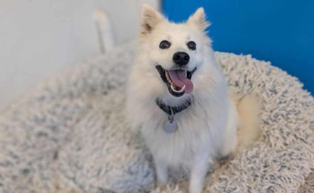 Bambi - Small Female Japanese Spitz Mix Dog in VIC - PetRescue