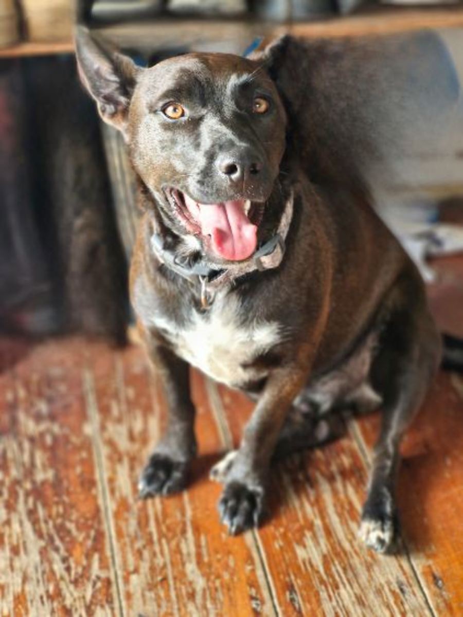 Abel - Medium Male Tenterfield Terrier Mix Dog in QLD - PetRescue