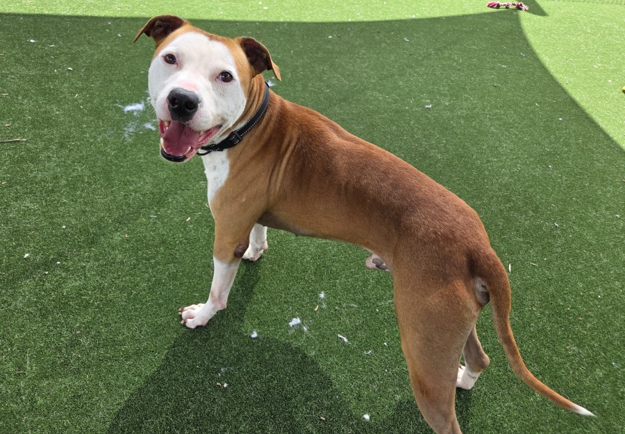 Hereford imp 316 - Medium Male American Staffordshire Terrier Mix Dog ...