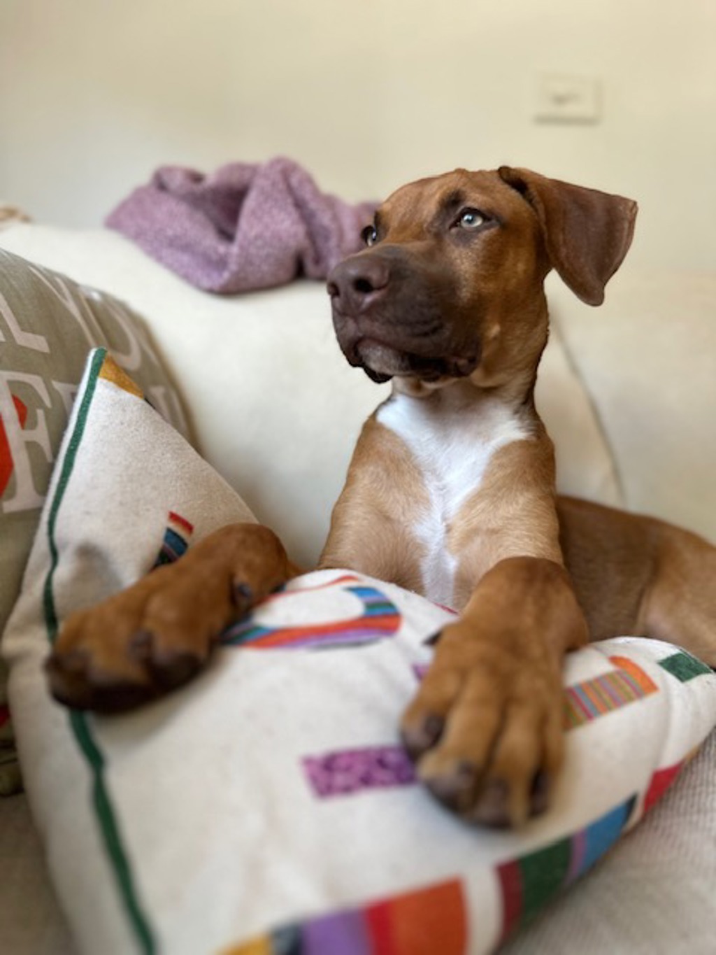 Bruce - Large Male Hungarian Vizsla x Rhodesian Ridgeback Mix Dog in ...