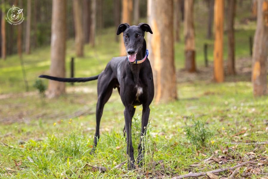 Wally - Medium Male Greyhound Dog in NSW - PetRescue