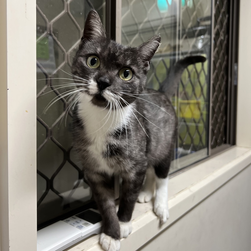 Miss Marple - Female Domestic Short Hair Mix Cat in VIC - PetRescue