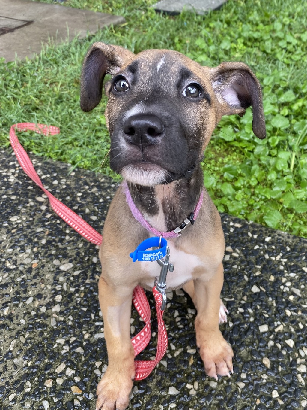 Canela - Medium Female Bullmastiff x Rhodesian Ridgeback Mix Dog in QLD ...