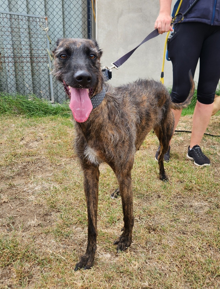Norma Jean (65533) - Large Female Staghound Dog in VIC - PetRescue