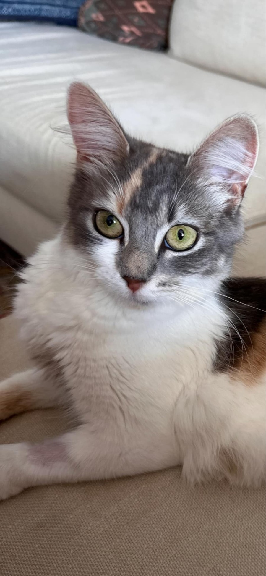 Angelique - Female Domestic Long Hair (DLH) Cat in NSW - PetRescue