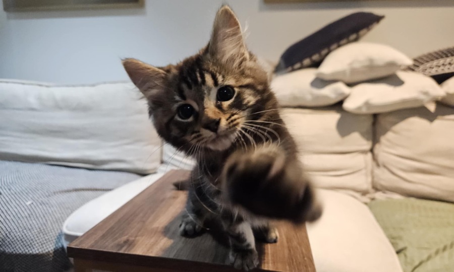 Garth - Male Domestic Short Hair (DSH) Cat in VIC - PetRescue