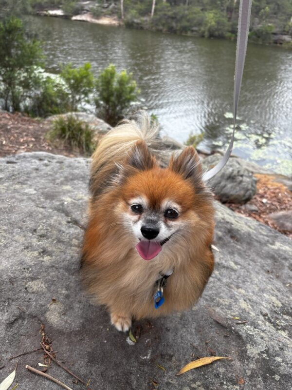 Chewbacca - Small Male Pomeranian Dog in NSW - PetRescue