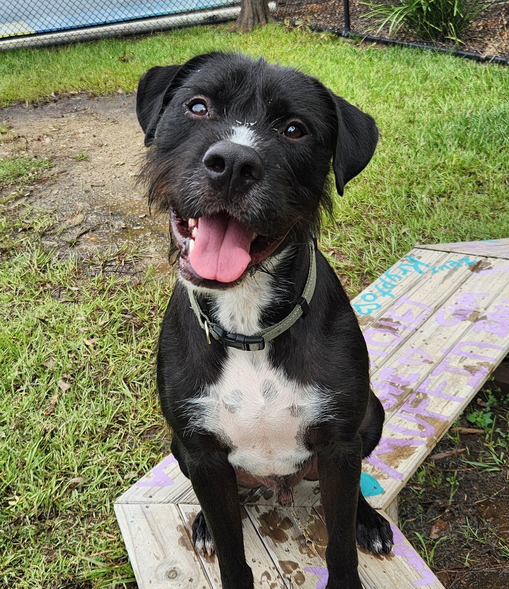 Blaze - Large Male German Wirehaired Pointer x American Staffordshire ...