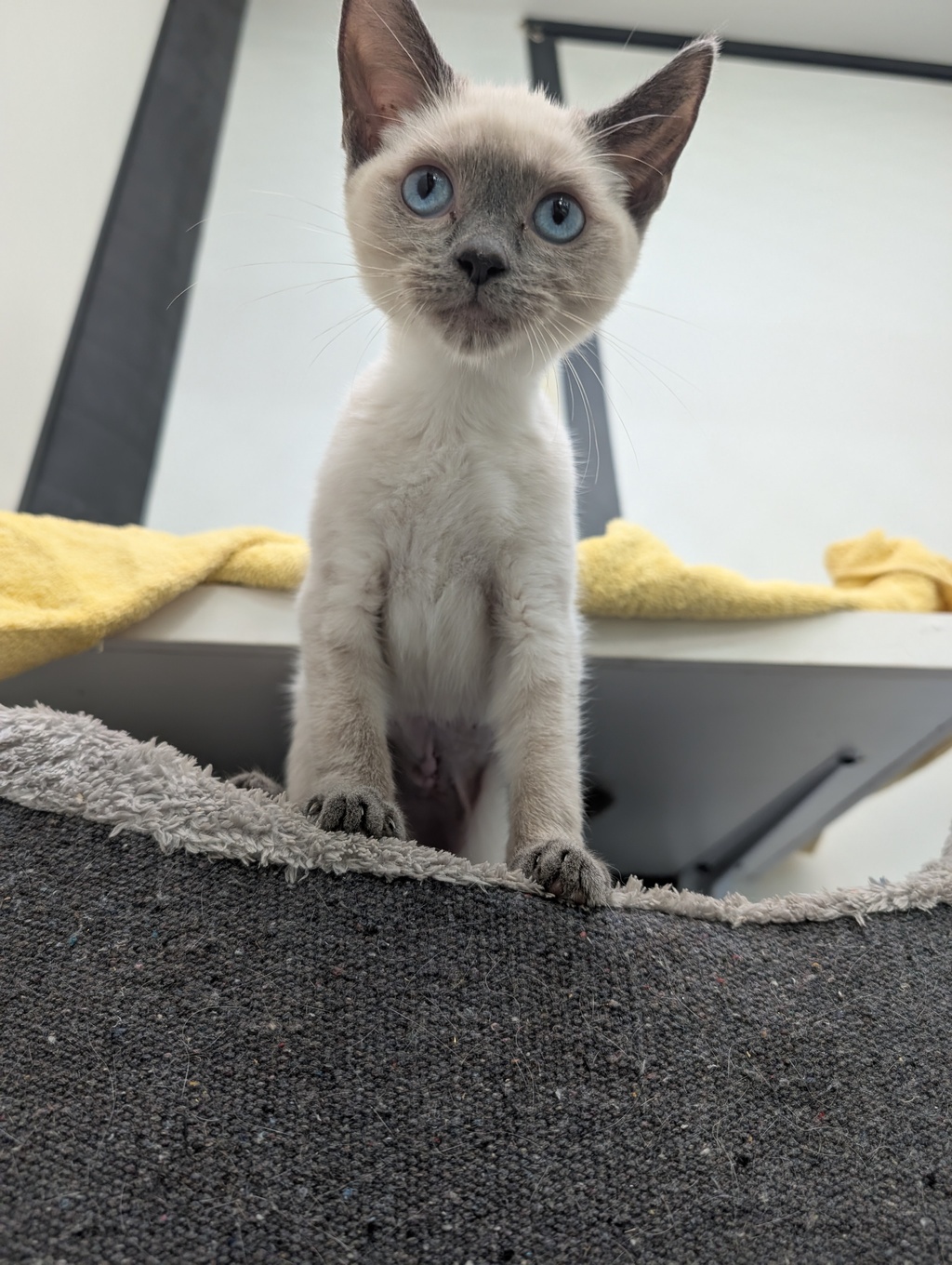 Bubbles - Female Burmese Mix Cat in QLD - PetRescue