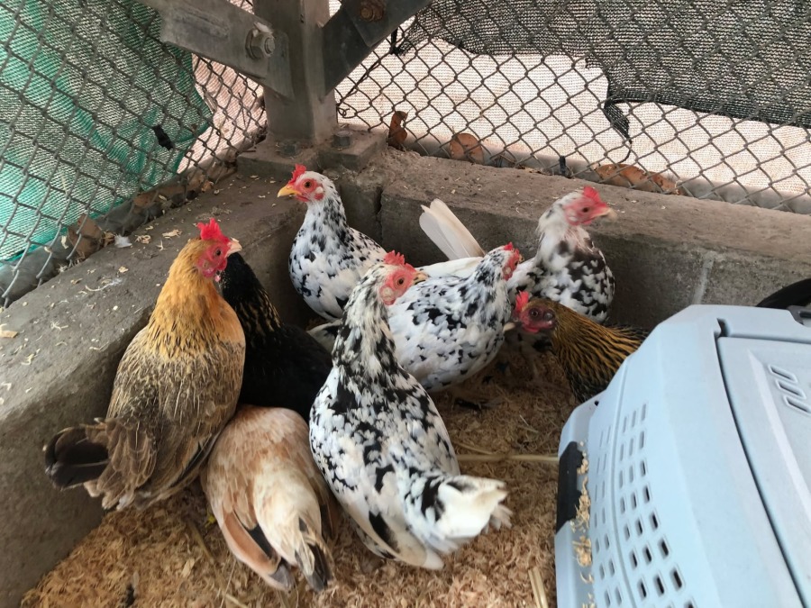 The Seramas! - Female Chicken in NSW - PetRescue