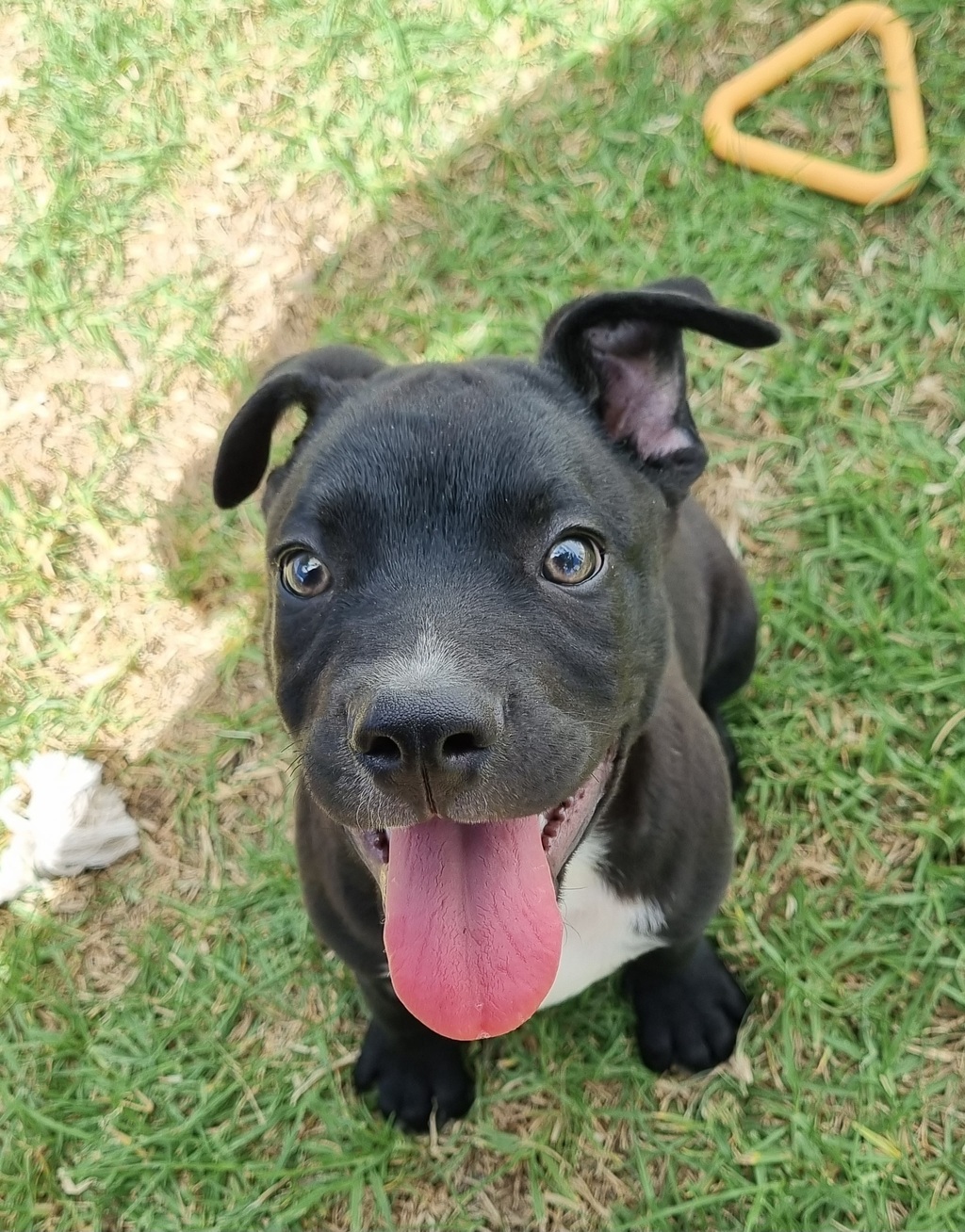 Theodore - Medium Male American Staffordshire Bull Terrier Mix Dog in QLD - PetRescue