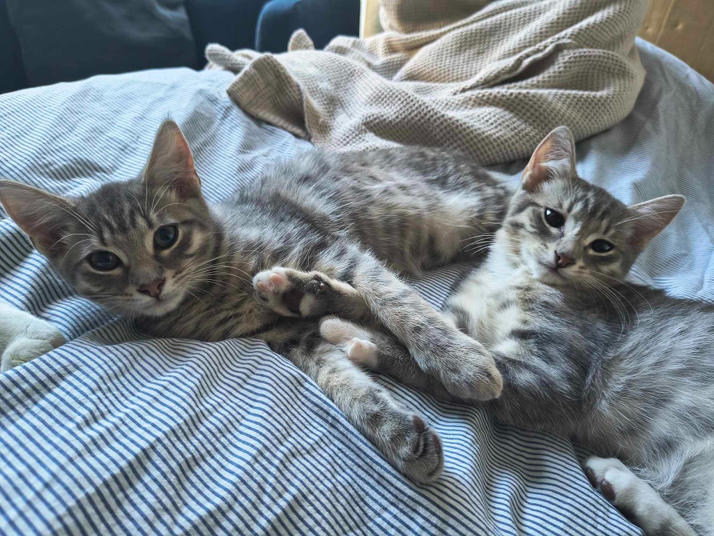 Bruno / Fruit Loop - Male Domestic Short Hair (DSH) Mix Cat in VIC ...