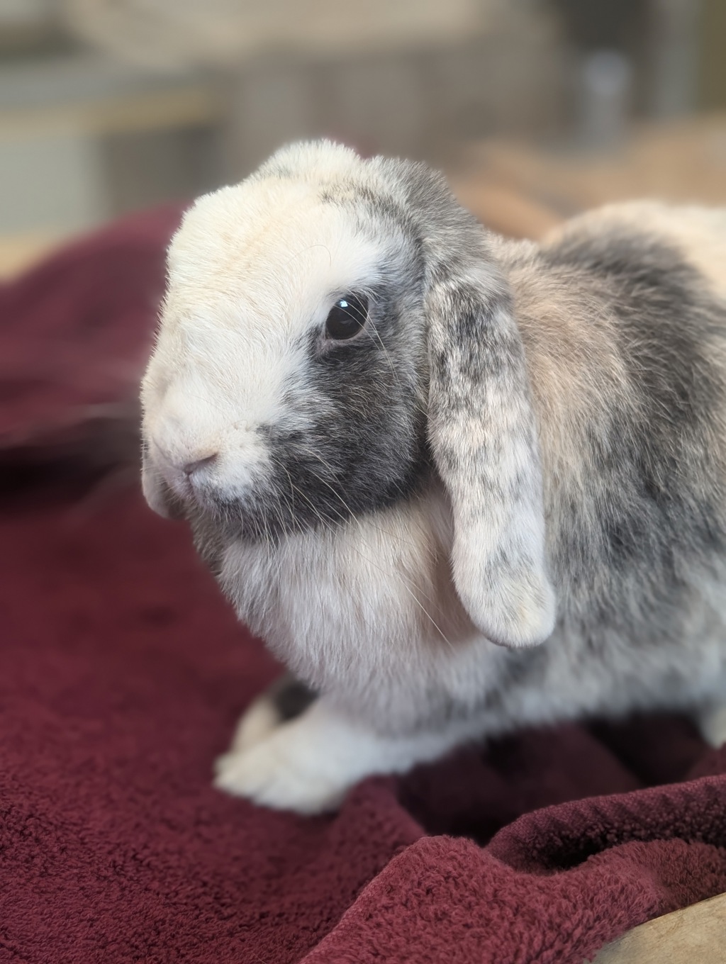Coco - Female Bunny Rabbit Mix Rabbit in WA - PetRescue