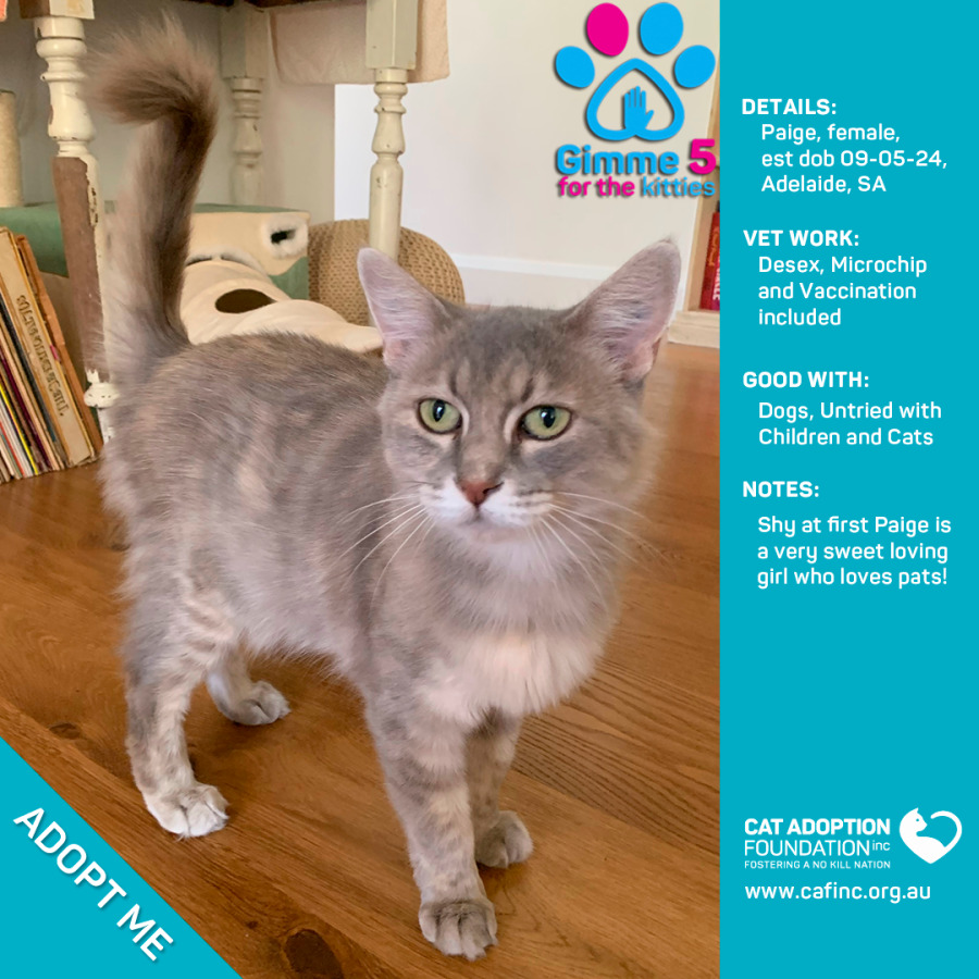 Paige Just $100! - Female Domestic Long Hair (DLH) Cat in SA - PetRescue