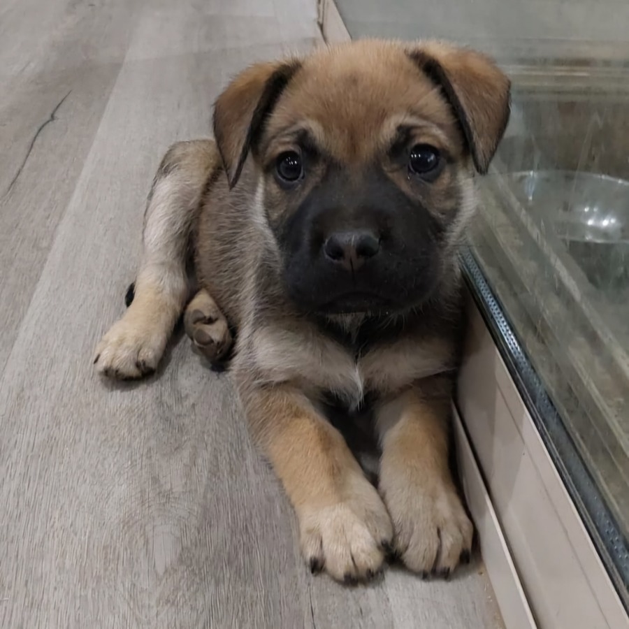 Kristoff - Large Male Mastiff Mix Dog in VIC - PetRescue