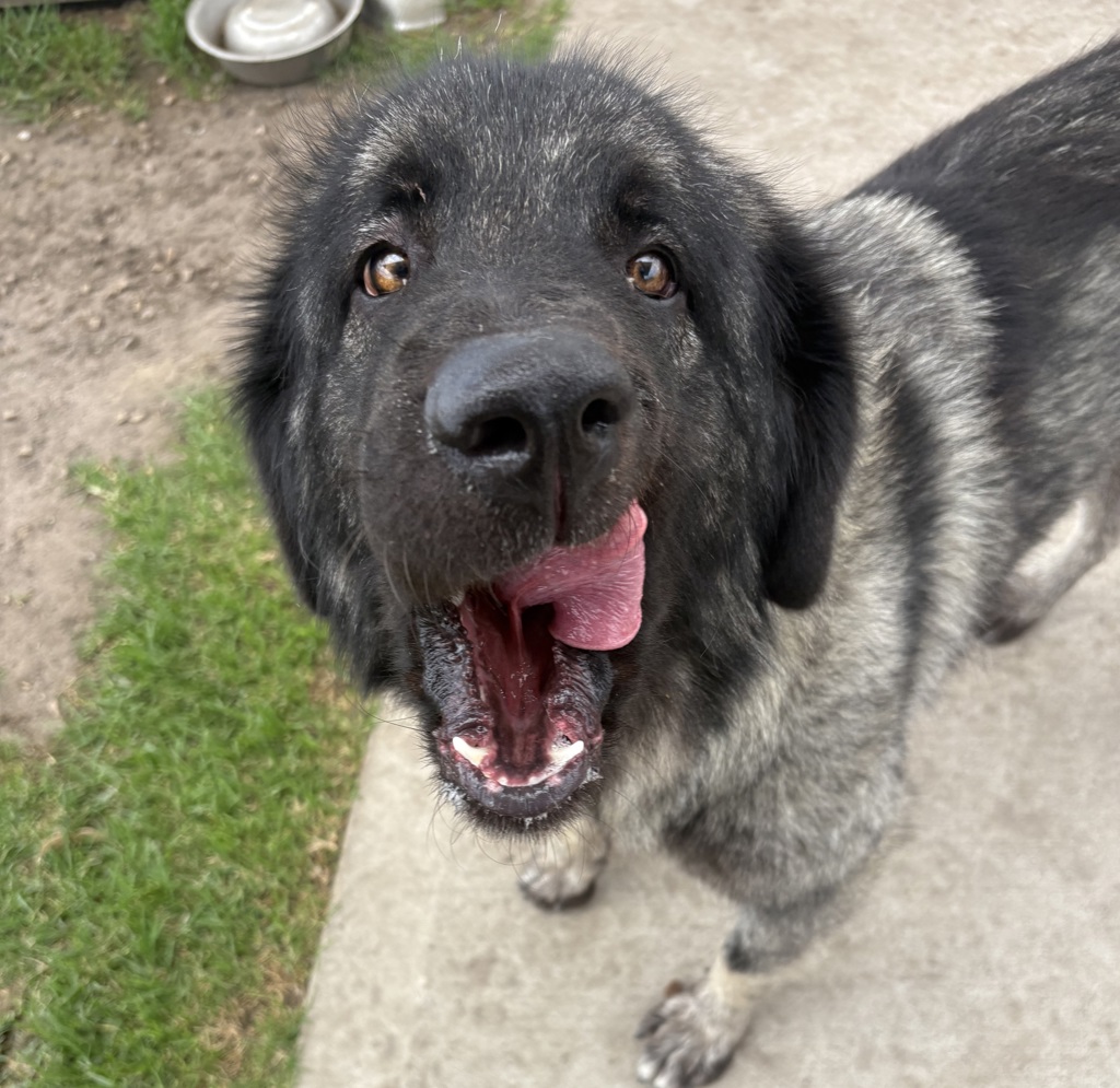 Rapunzel - Large Female Sarplaninac Mix Dog in VIC - PetRescue