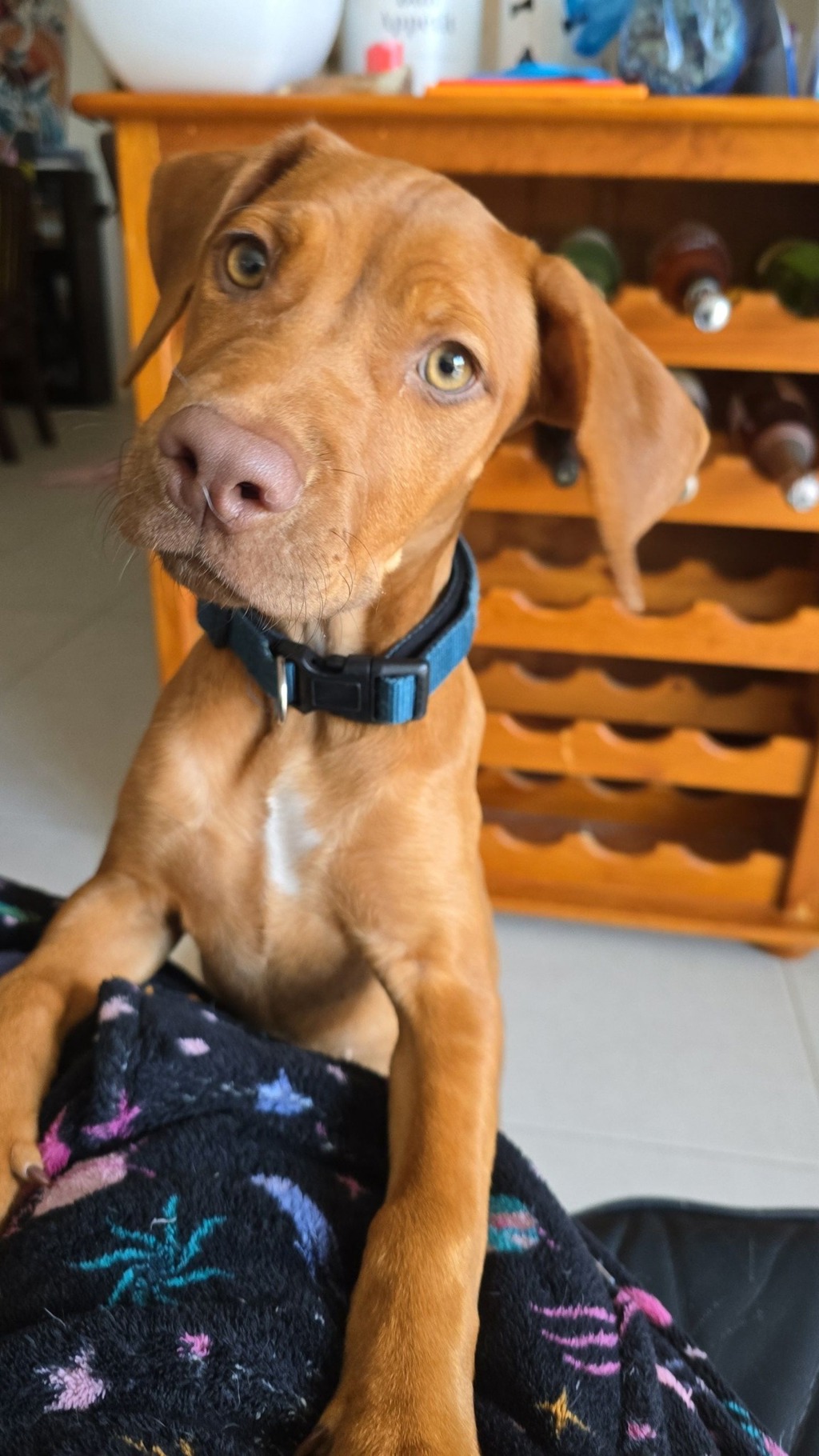 Ginger Snap - Large Female Hungarian Vizsla x Rhodesian Ridgeback Mix ...