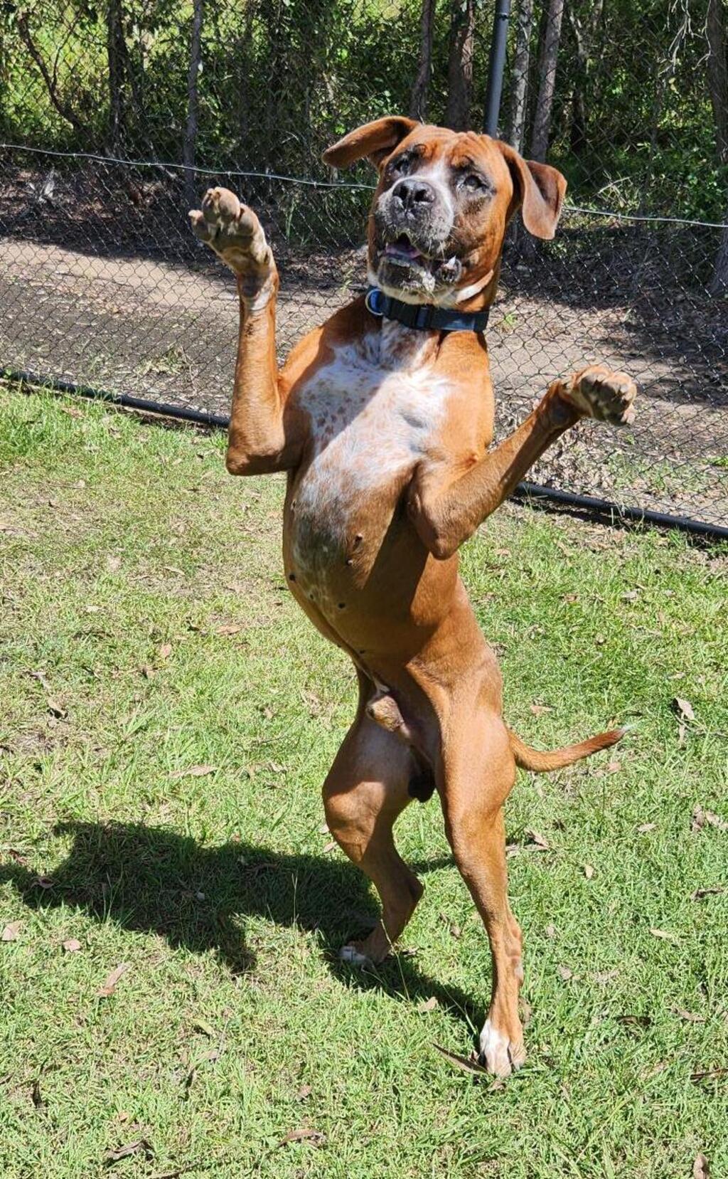 Chiefer - Large Male Neapolitan Mastiff x Rhodesian Ridgeback Mix Dog ...