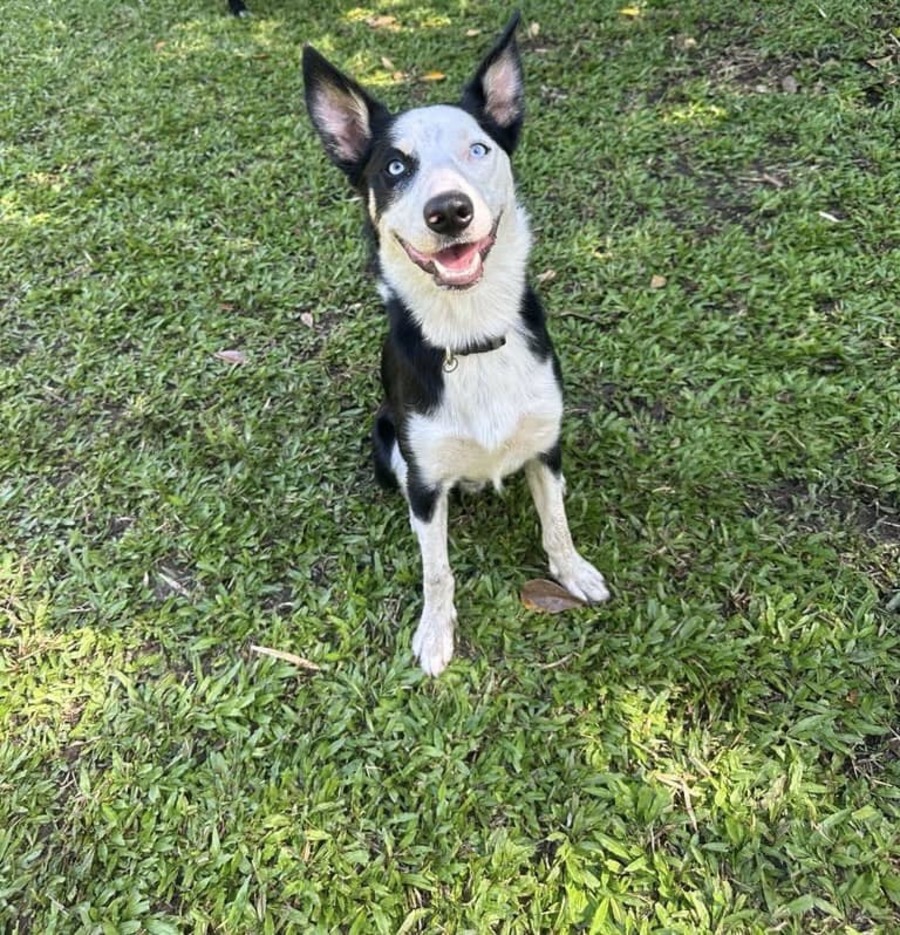 Patrick - Medium Male Border Collie Mix Dog in QLD - PetRescue
