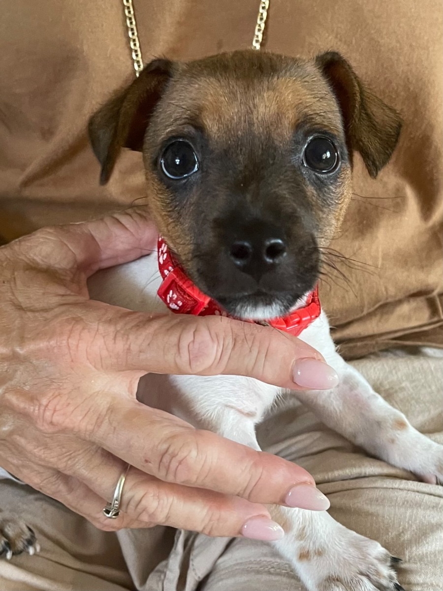 Jackson - Small Male Fox Terrier x Jack Russell Terrier Dog in VIC ...