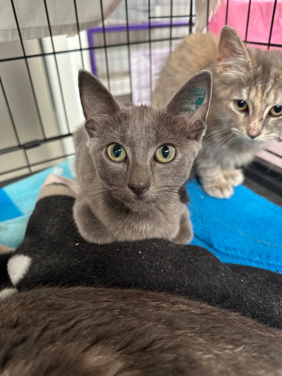 Kieran - Male Russian Blue Mix Cat in VIC - PetRescue