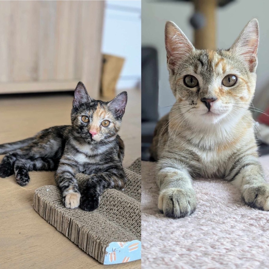 Chook & Mash - Female Domestic Short Hair (DSH) Cat in VIC - PetRescue