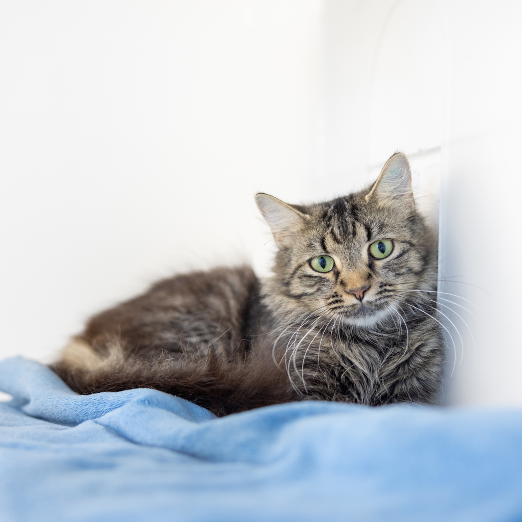 Nibbles - Female Domestic Medium Hair Mix Cat in QLD - PetRescue