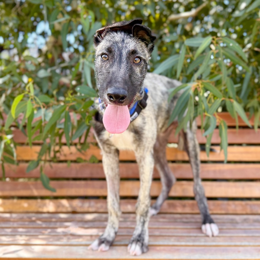Thistle - Large Male Staghound Dog in VIC - PetRescue