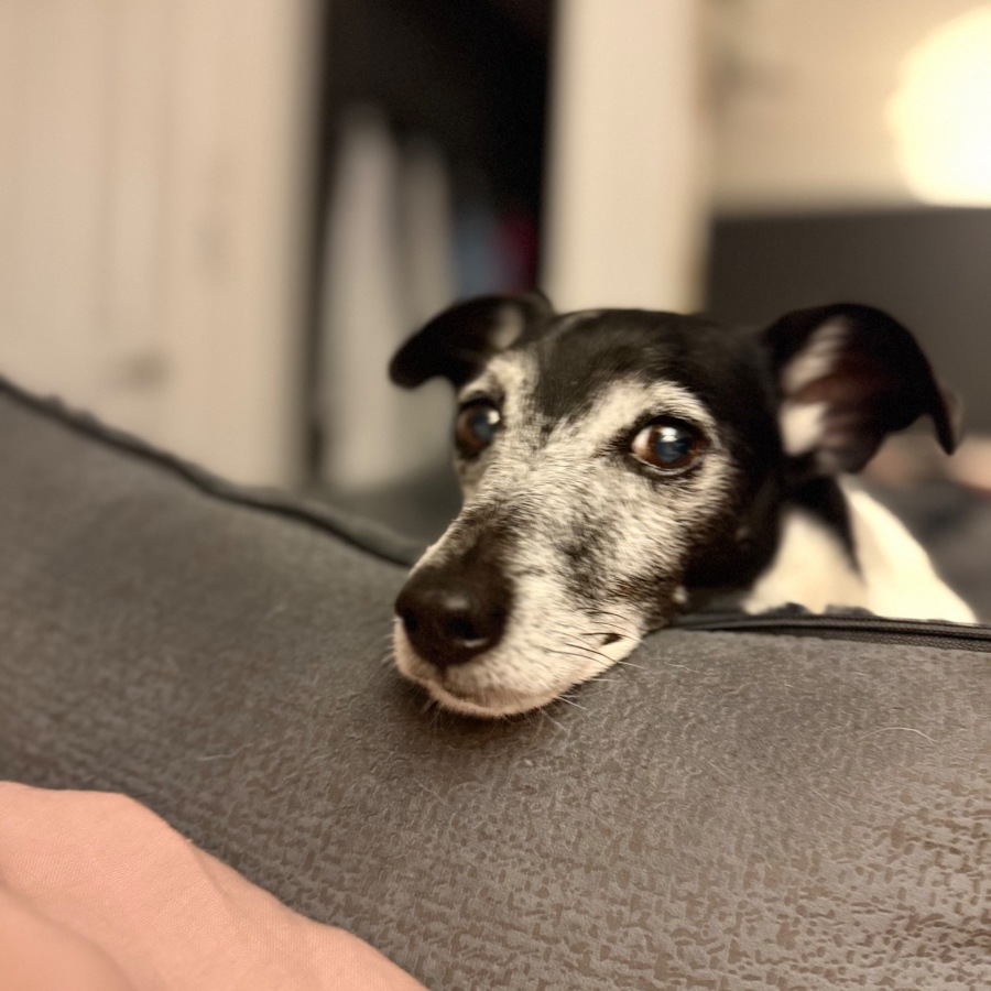 Angus - Small Male Fox Terrier (Miniature) Mix Dog in QLD - PetRescue