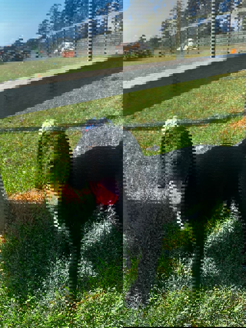 Biggie - Small Male Welsh Springer Spaniel x Labrador Retriever Mix Dog ...