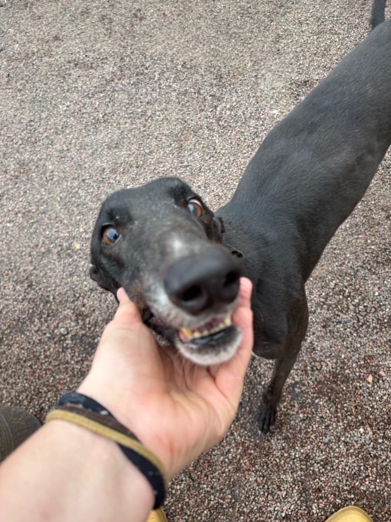 Paws Darwin - PetRescue