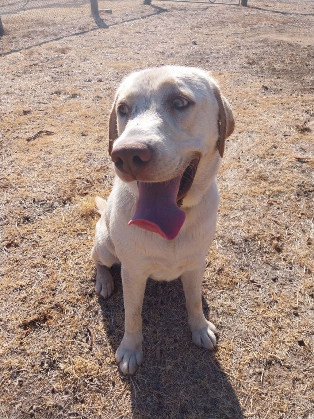 Kairo - Large Male Labrador Mix Dog in VIC - PetRescue