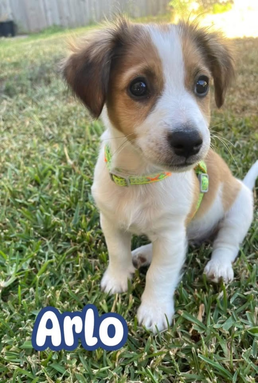 Arlo - Small Male Jack Russell Terrier Dog in VIC - PetRescue
