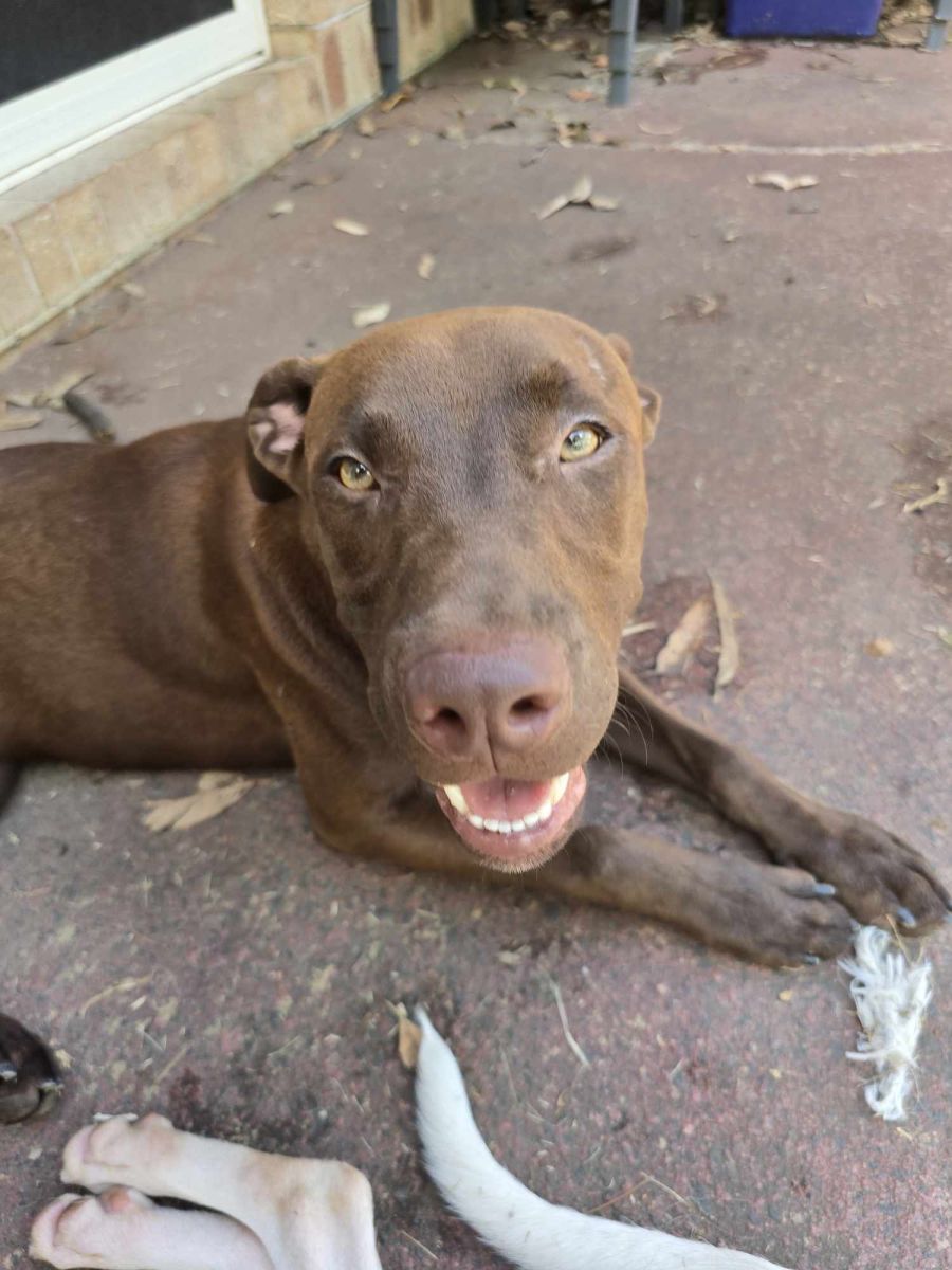 Rusty - Medium Male Labrador Retriever Mix Dog in QLD - PetRescue