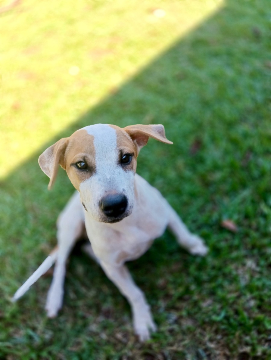 Ella - Large Female Rhodesian Ridgeback x Shar Pei Mix Dog in QLD ...