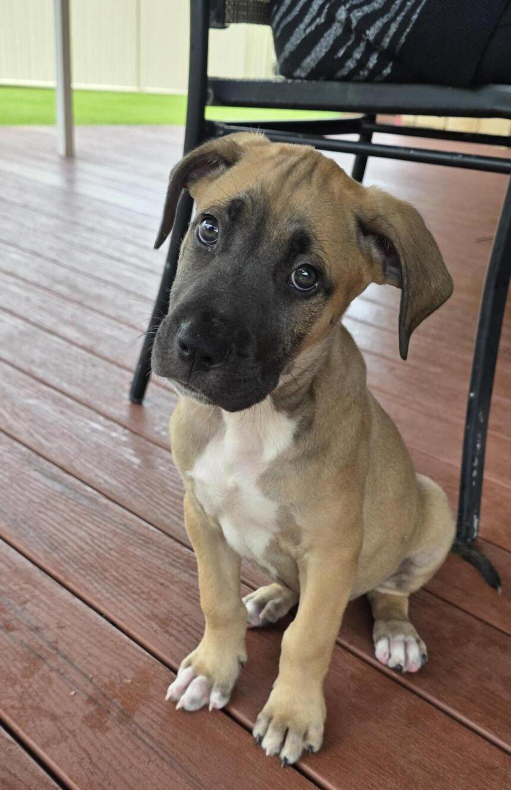 George - Large Male Bullmastiff x Rhodesian Ridgeback Mix Dog in QLD ...