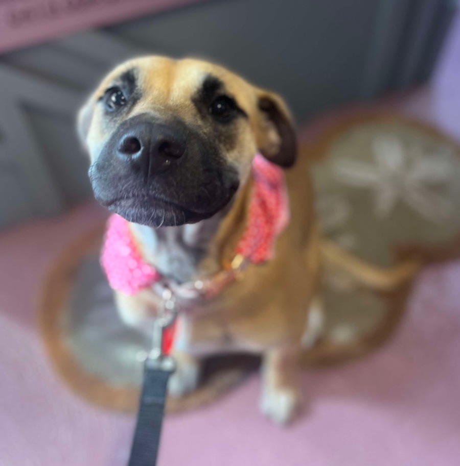 Chaturanga - Medium Female Rhodesian Ridgeback x Bull Arab Mix Dog in ...