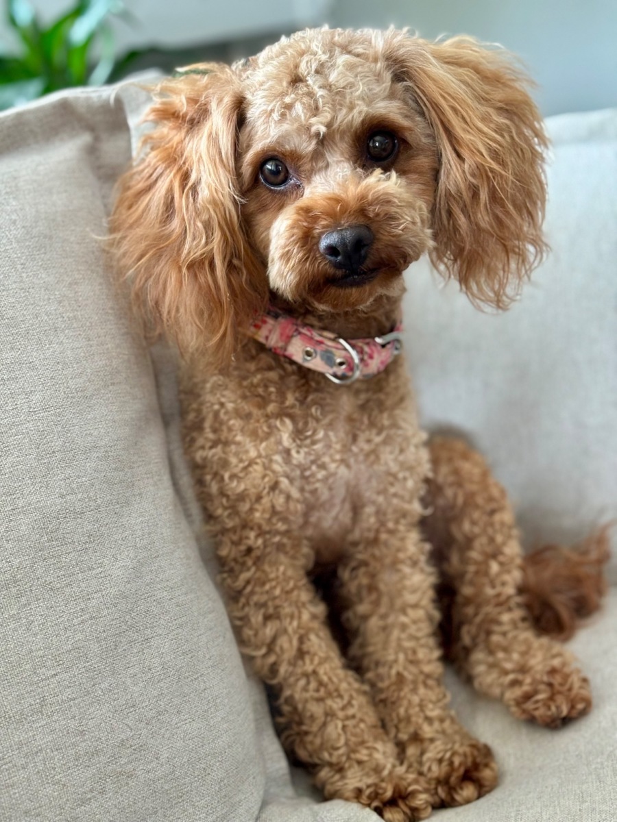 Nelly - Small Female Poodle (Toy) Dog in NSW - PetRescue